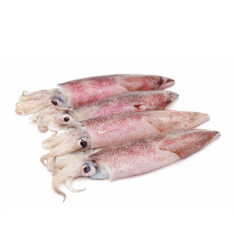 Calamaro Marocco 2P IWP