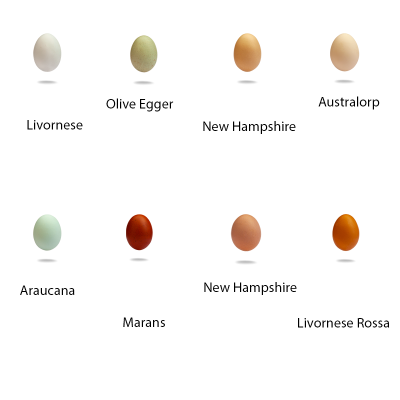 27x4 Fine variety eggs - The Garda Egg CO