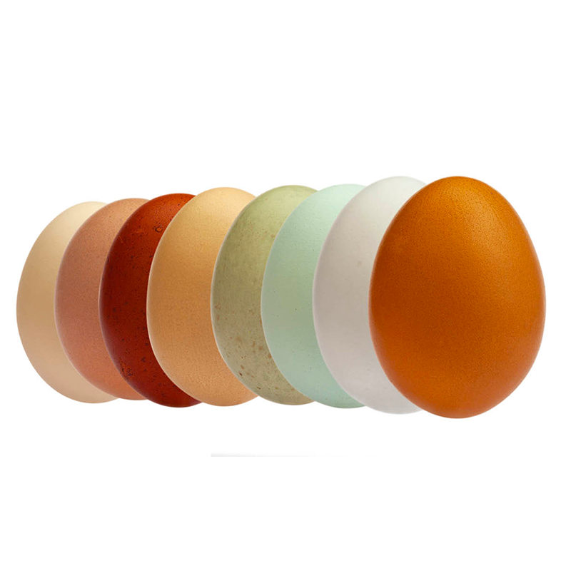 60 Loose eggs of fine variety - The Garda Egg CO